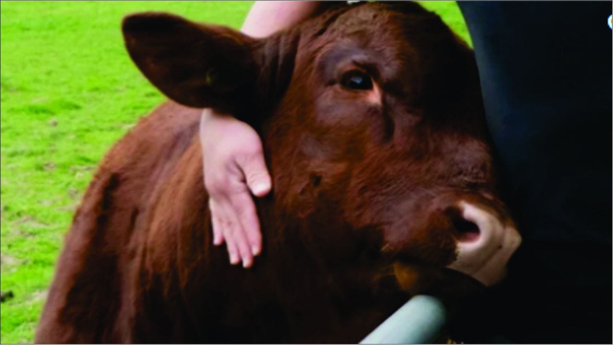 Cow cuddling,